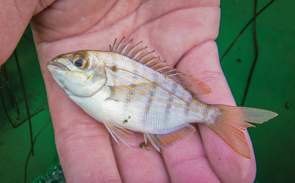 Live Pinfish KL – JDOutdoorAdventures